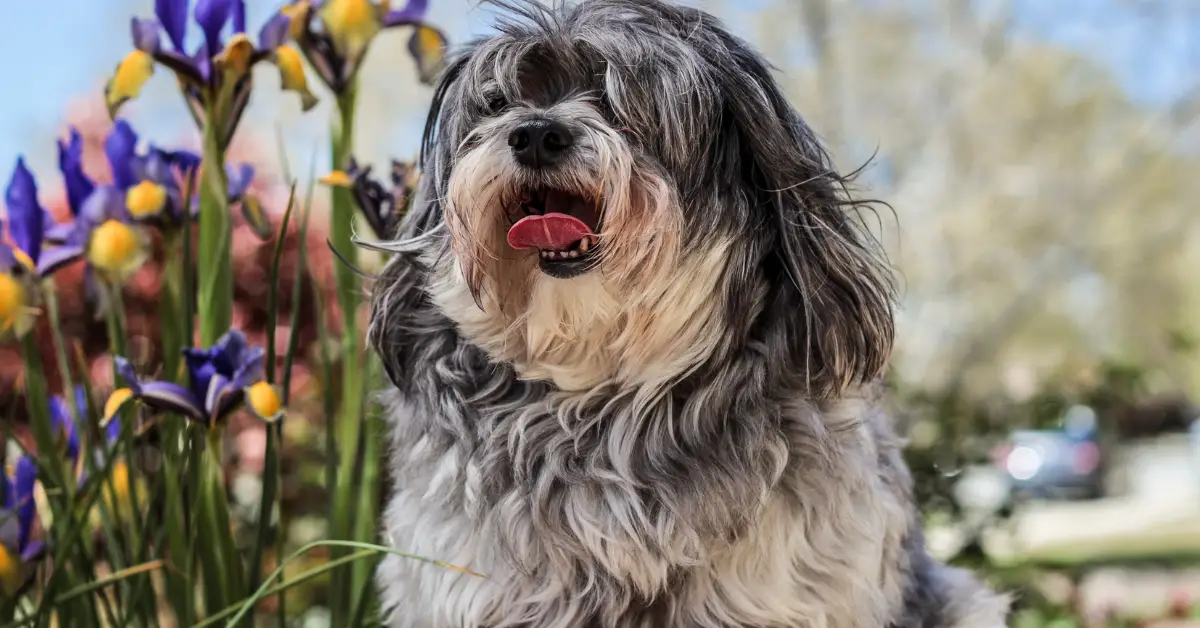 Top 15 adorable female Shih Tzu names perfect for first-time Shih Tzu ... Top 15 adorable female Shih Tzu names perfect for first-time Shih Tzu ...