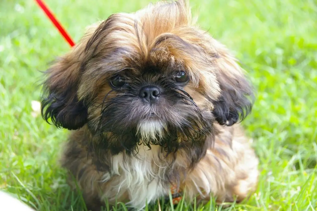 500+ Shih Tzu Names: An Essential Guide for First-Time Fur Parents - Shih Tzu Care Guide