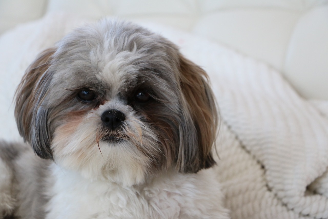 Shih Tzu Care Guide - The Ultimate Beginners Guide for New Shih Tzu Owners Shih Tzu Care Guide - The Ultimate Beginners Guide for New Shih Tzu Owners