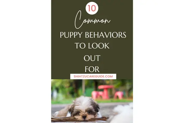 10 Common Puppy Behaviors to Look Out For - Shih Tzu Care Guide