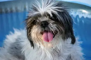 Why is My Shih Tzu Sticking Out it's Tongue? - Shih Tzu Care Guide